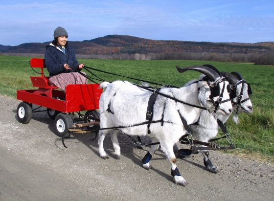 Goat Pulling Cart
